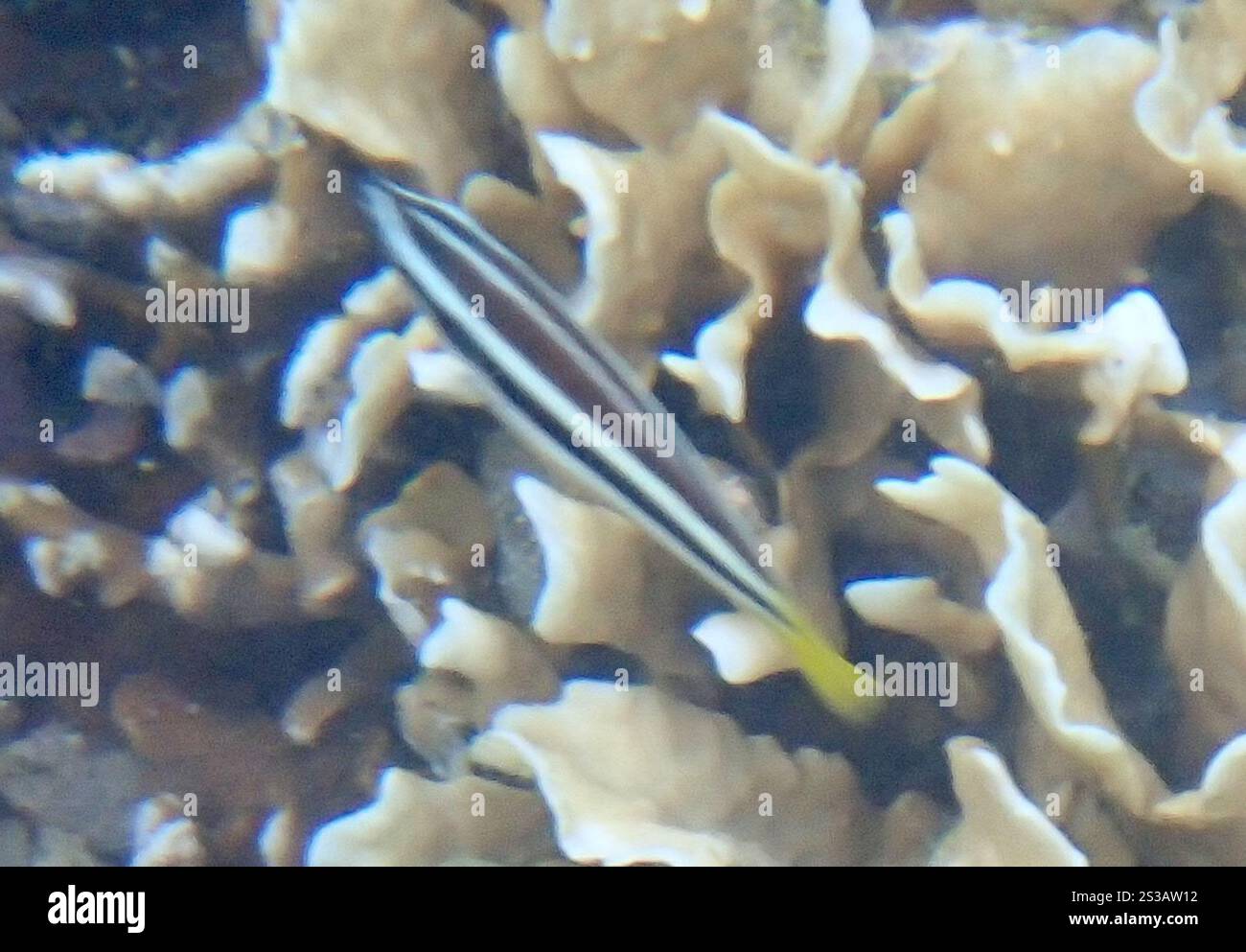 Ray-finned Fishes (Actinopterygii Stock Photo - Alamy