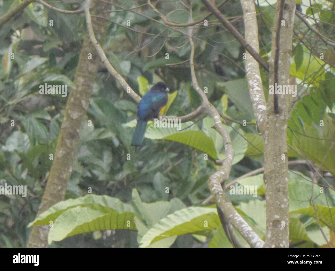 White-tailed Trogon (Trogon chionurus Stock Photo - Alamy