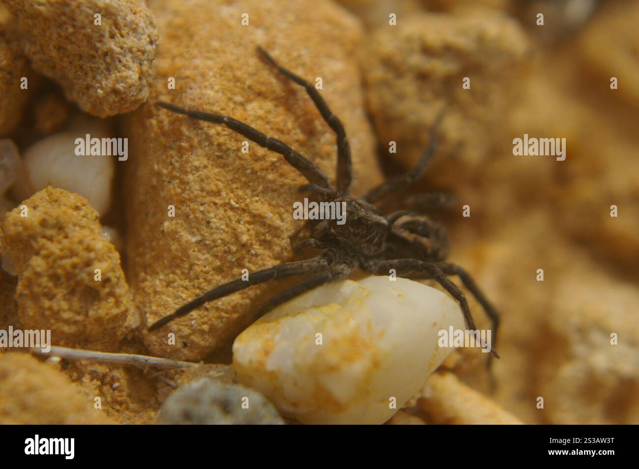 Variable wolf spider hi-res stock photography and images - Alamy