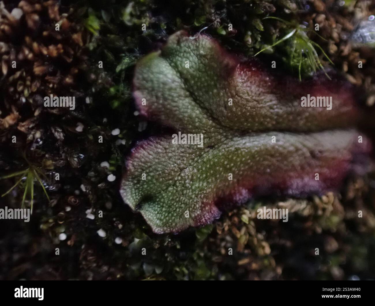 Narrow Mushroom-headed Liverwort (Marchantia quadrata Stock Photo - Alamy