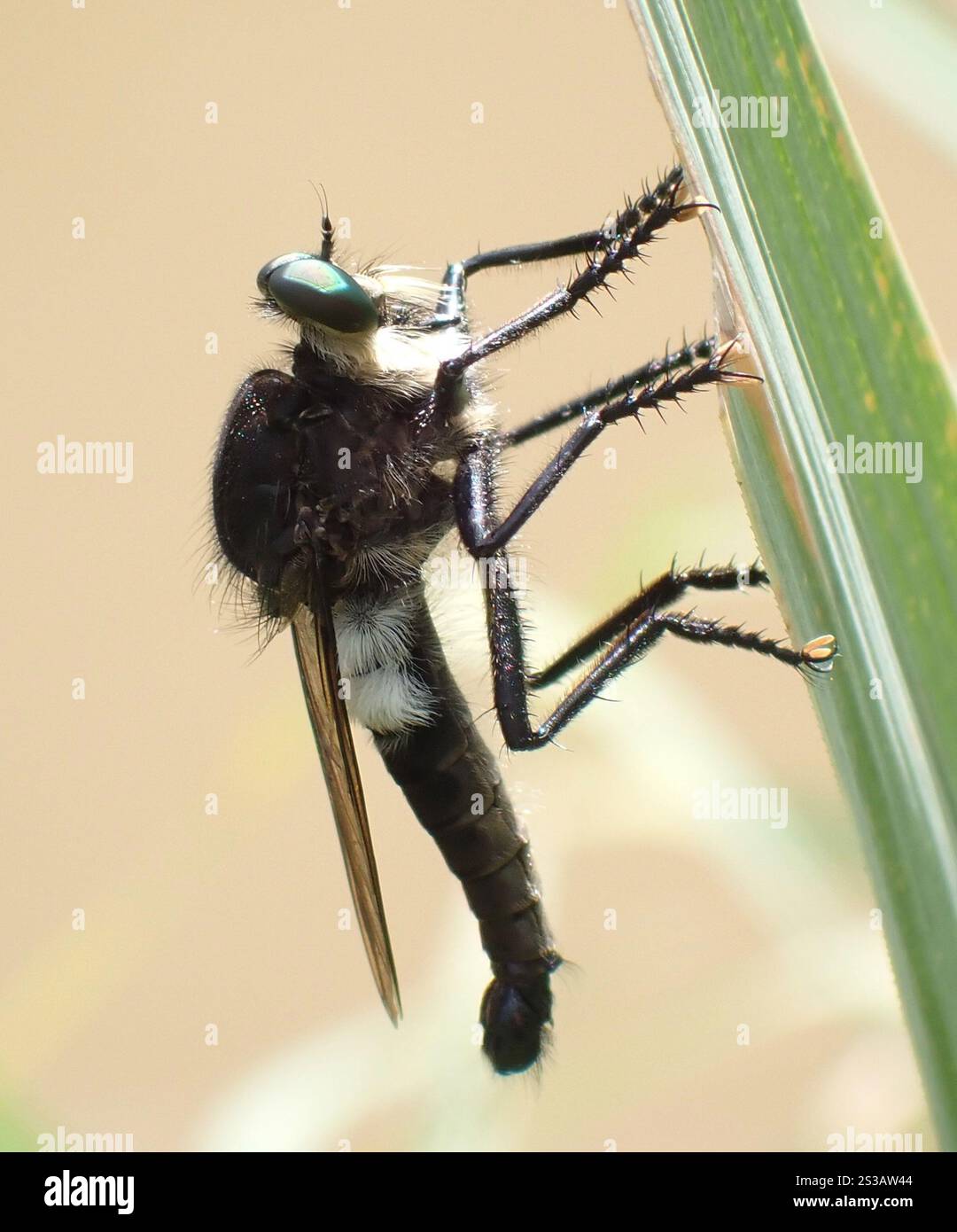 Giant Robber Flies (Promachus Stock Photo - Alamy