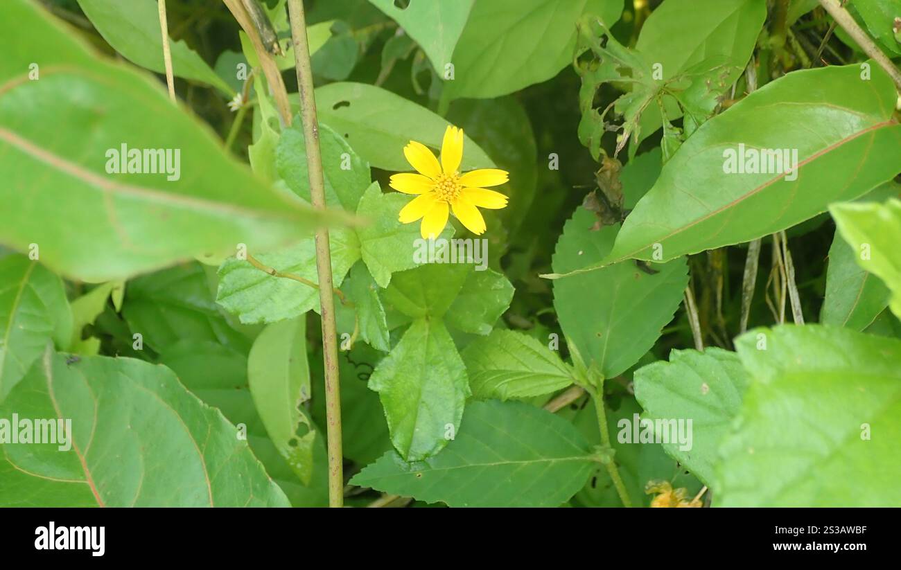 trailing daisy (Sphagneticola trilobata Stock Photo - Alamy