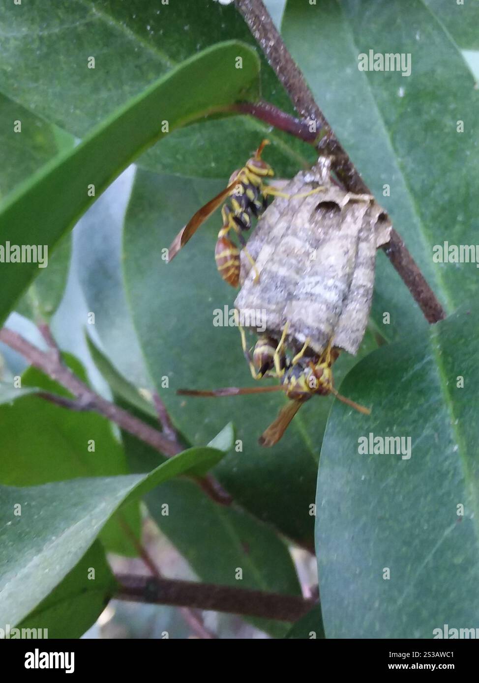 Mexican Paper Wasp (Mischocyttarus mexicanus Stock Photo - Alamy
