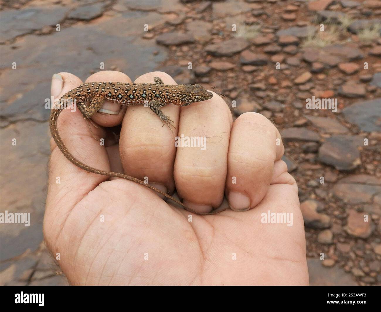 Spotted Sand Lizard (Pedioplanis lineoocellata Stock Photo - Alamy