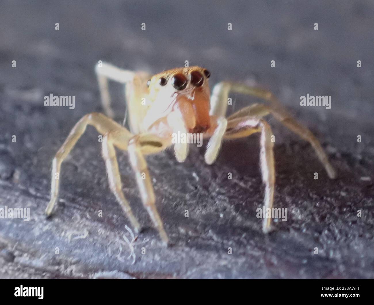 Lami Beach Northern Jumping Spider (Cosmophasis lami Stock Photo - Alamy