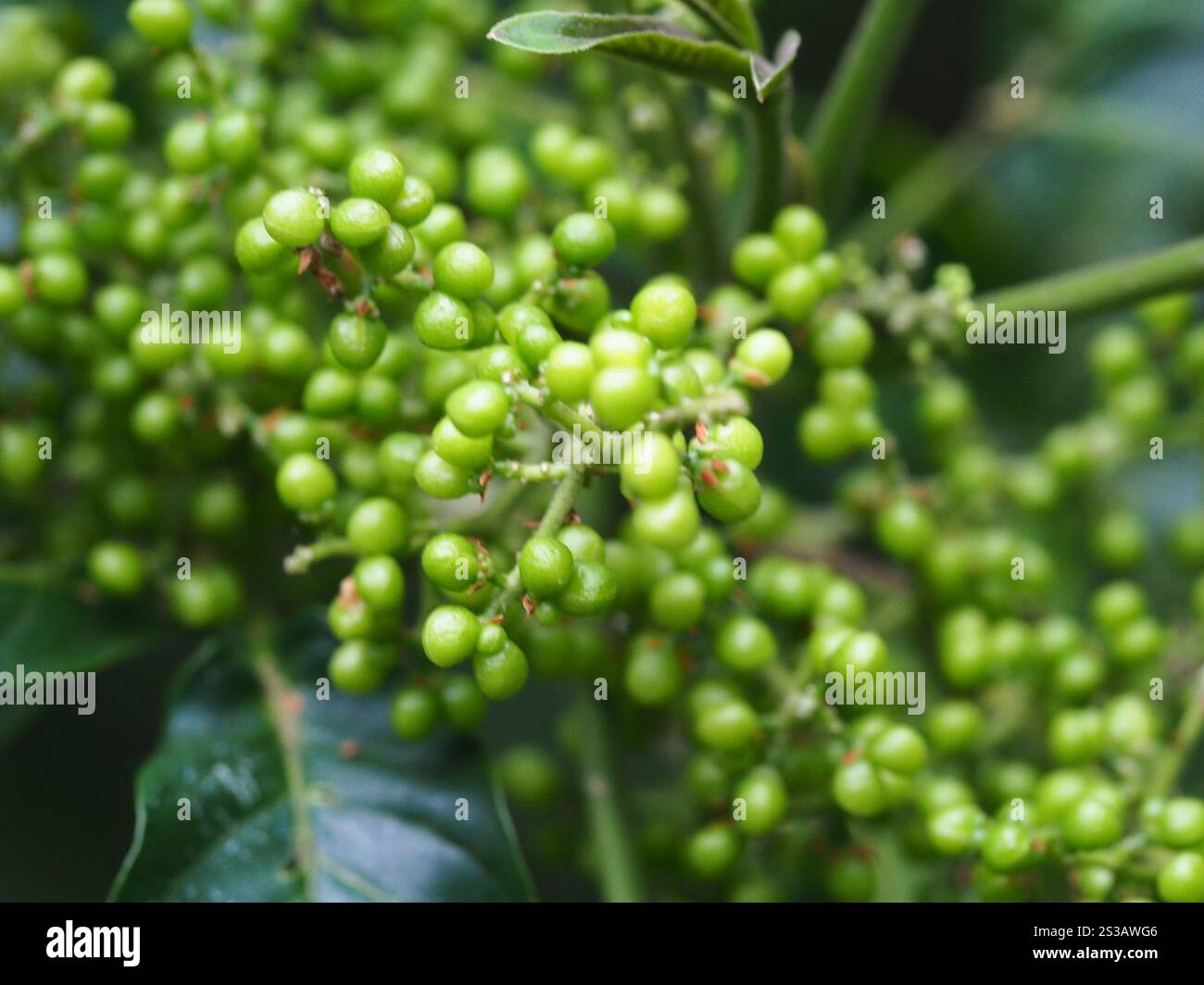 Thin-Evodia (Melicope pteleifolia Stock Photo - Alamy