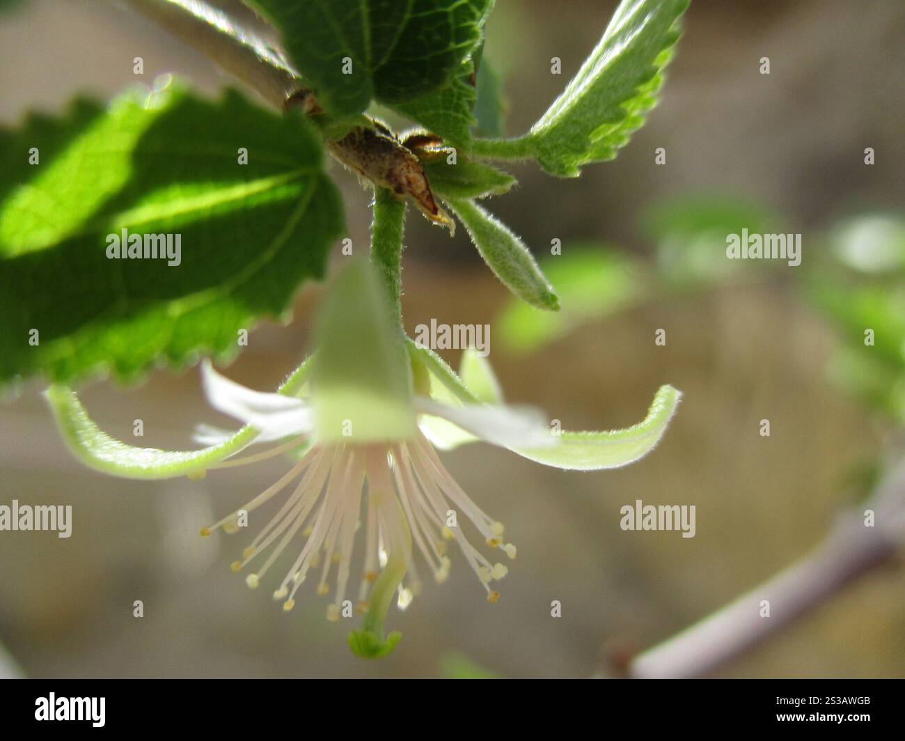 Small-leaf White Raisin (Grewia tenax Stock Photo - Alamy