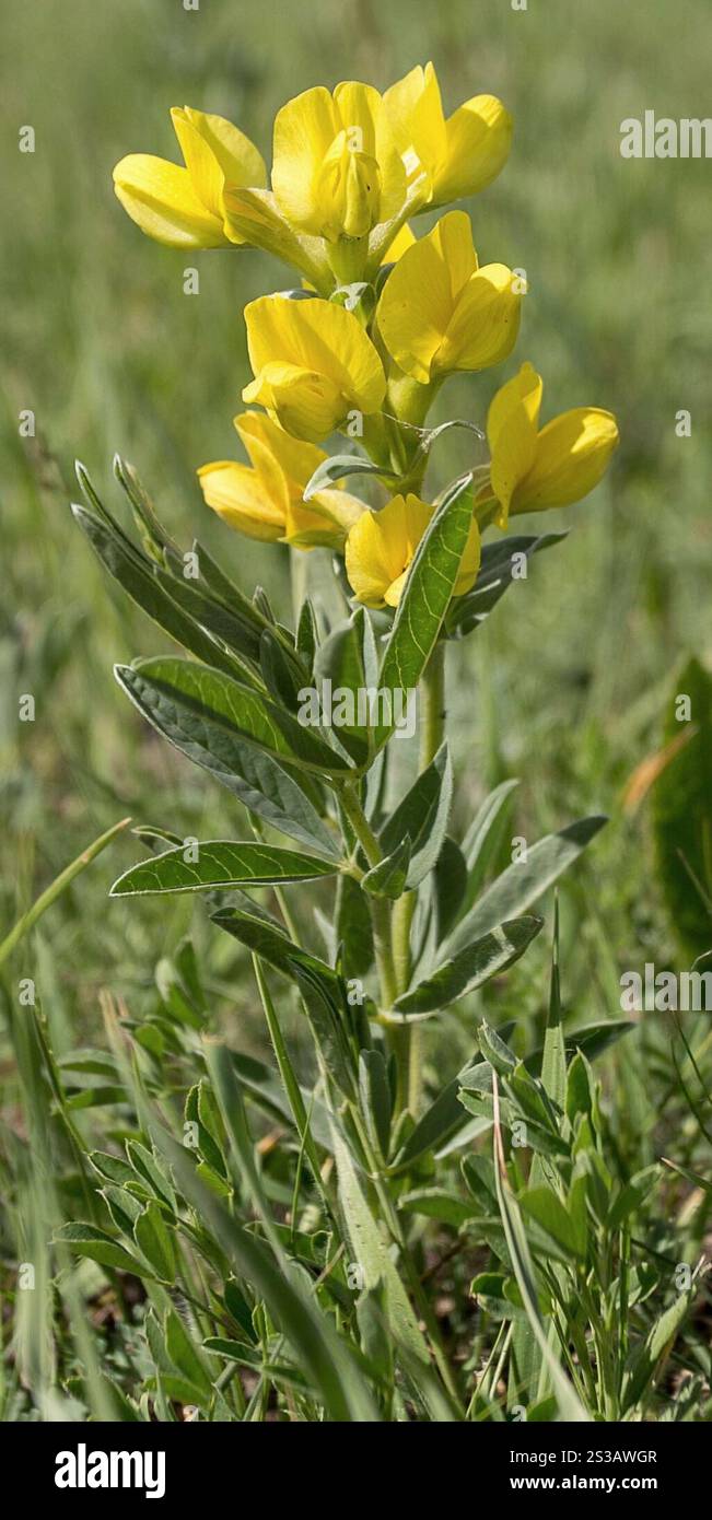 lanceleaf thermopsis (Thermopsis lanceolata Stock Photo - Alamy