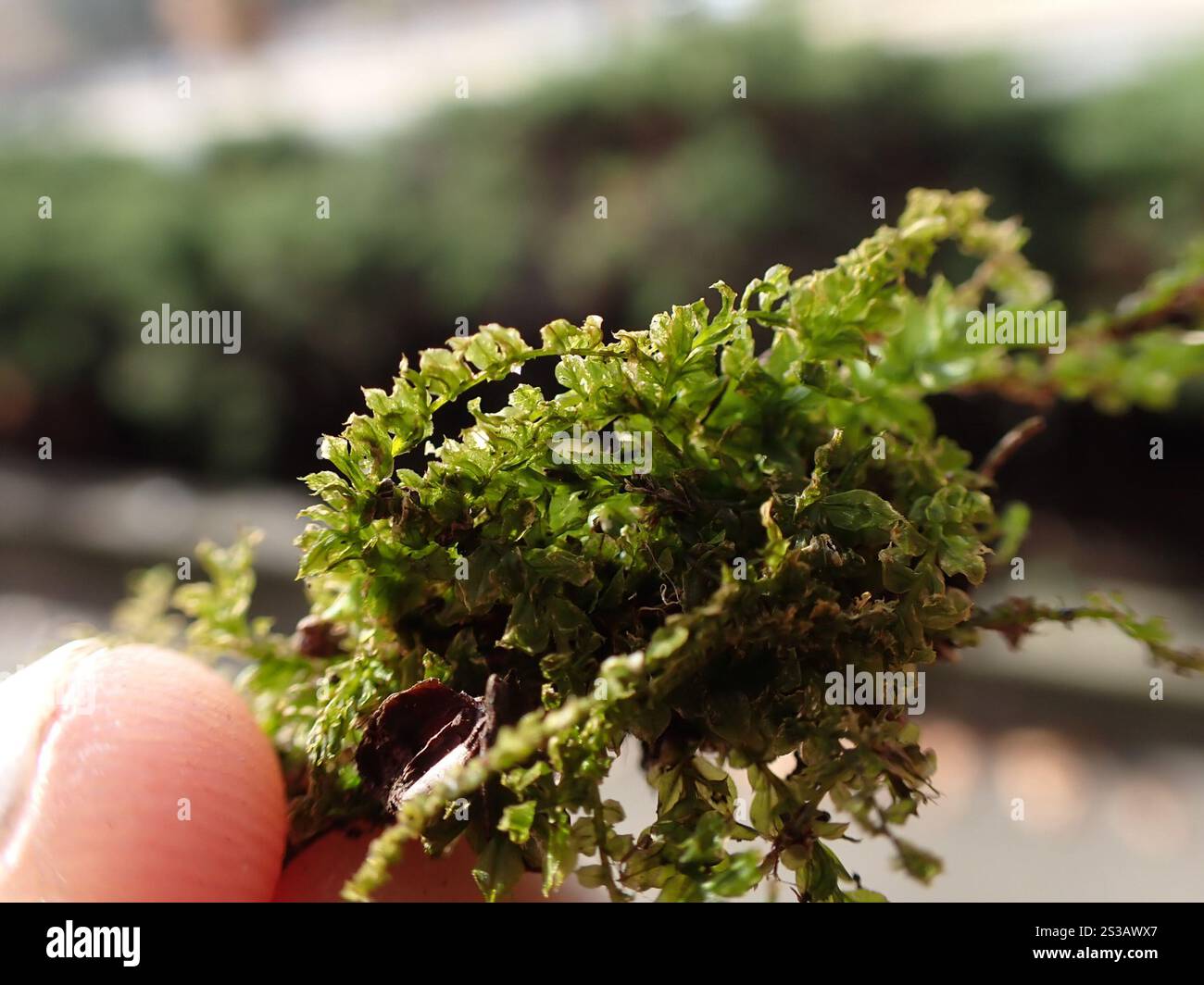 Wavy-leaf Moss (Plagiomnium ciliare Stock Photo - Alamy