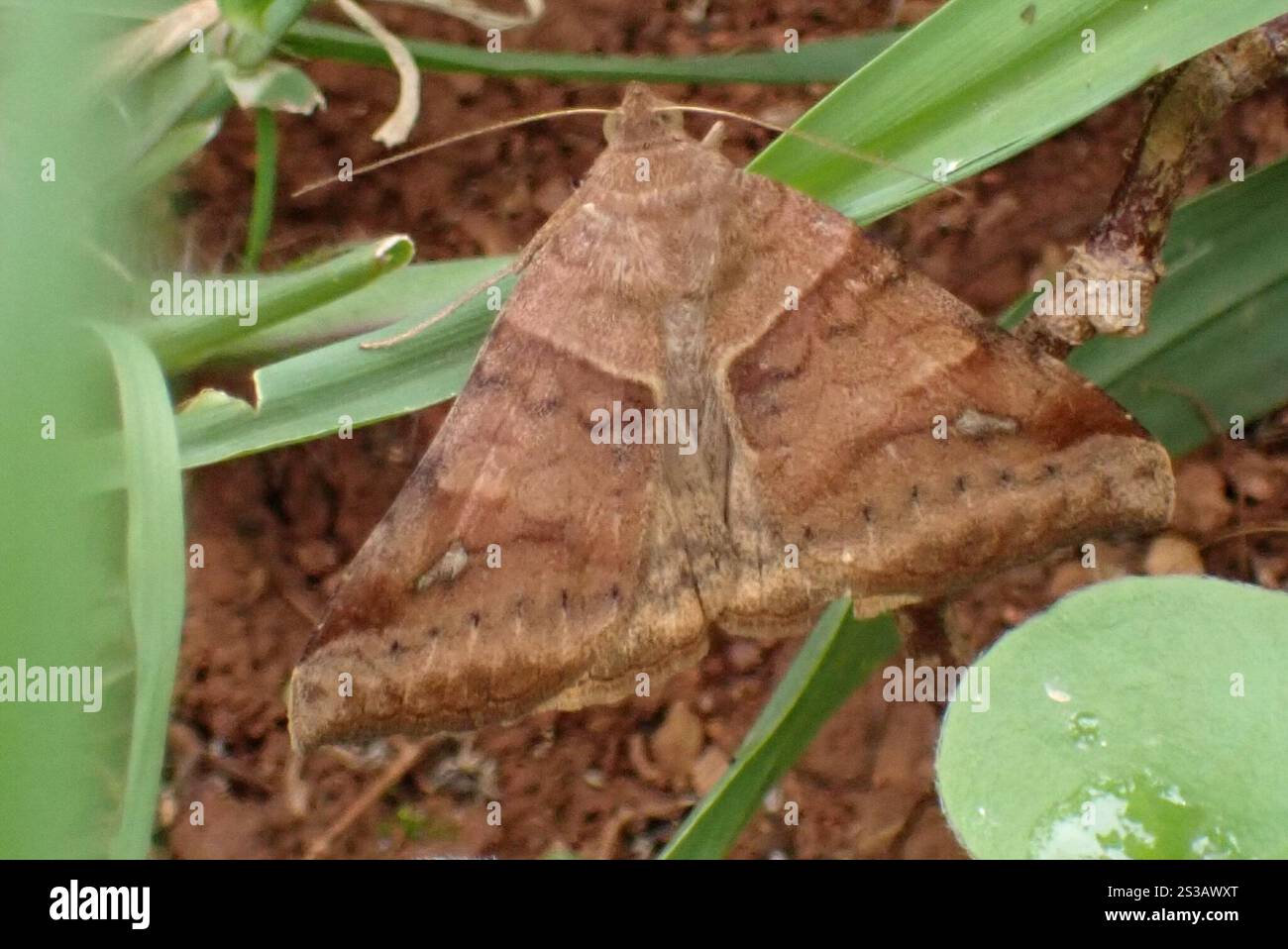 Banded Falsethorn (Mocis mayeri Stock Photo - Alamy