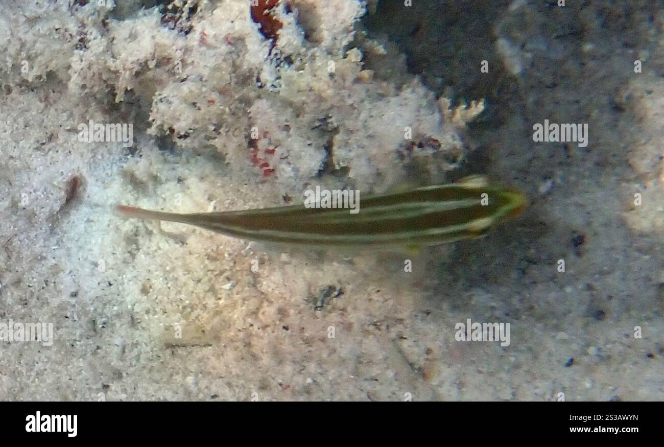 Ray-finned Fishes (Actinopterygii Stock Photo - Alamy