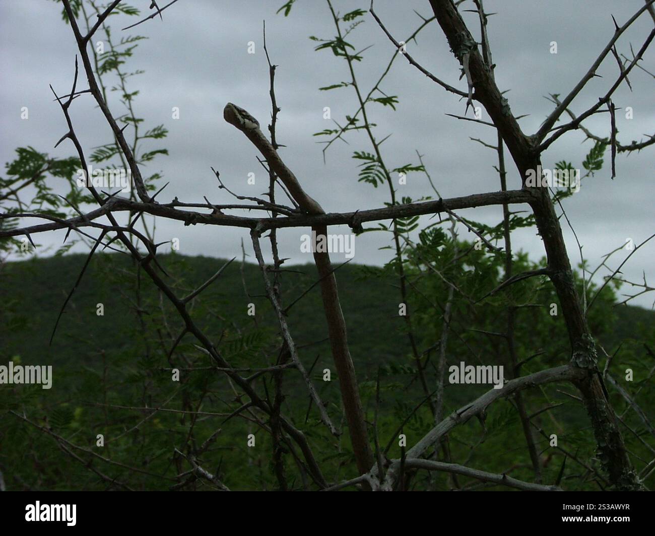 Twig Snake (Thelotornis capensis Stock Photo - Alamy