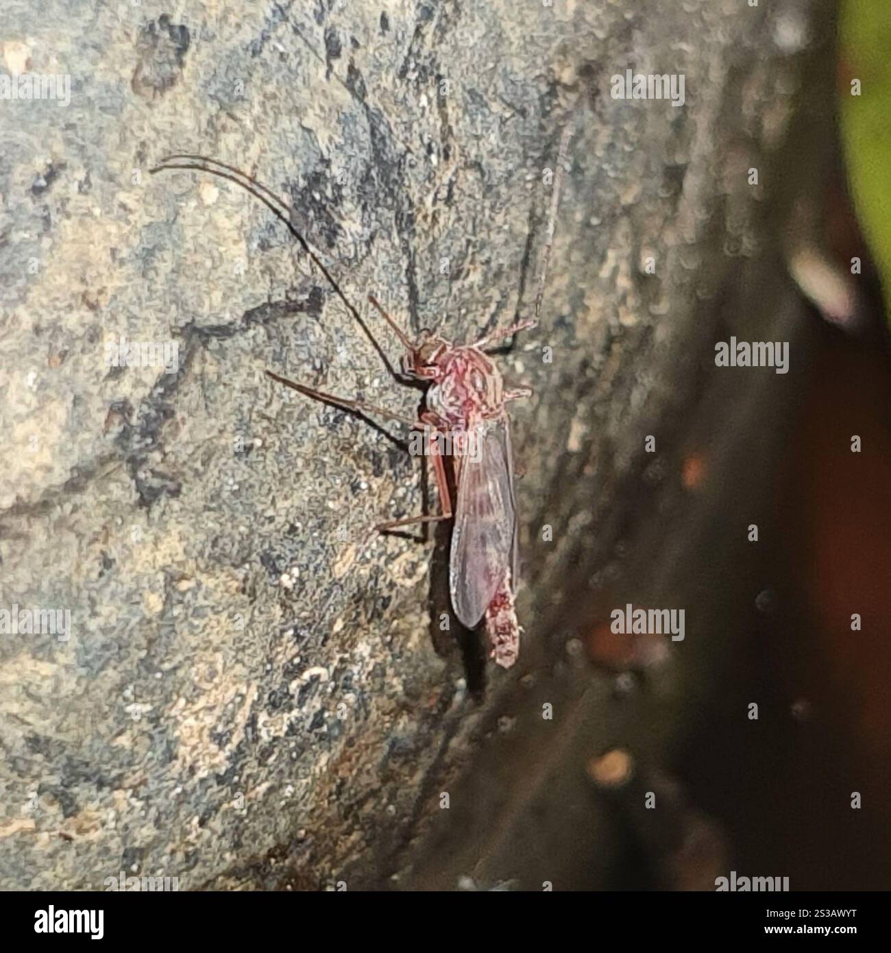 Non-biting Midges (Chironomidae Stock Photo - Alamy