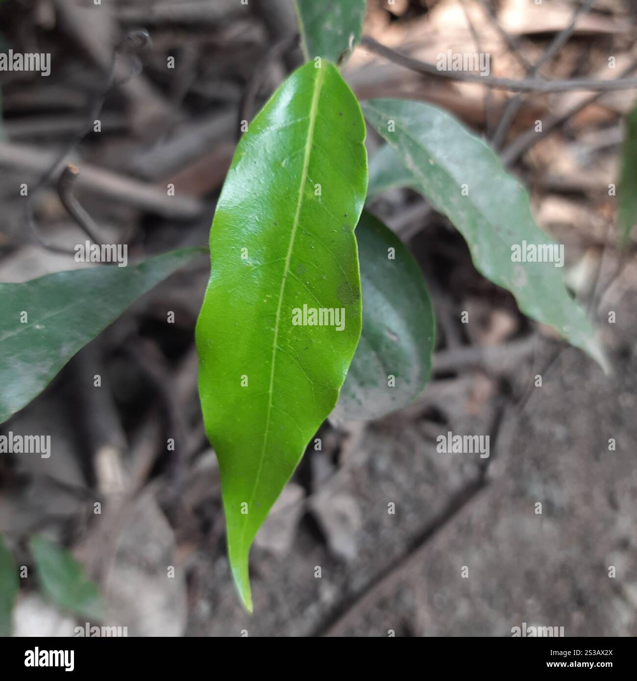 false ashoka (Monoon longifolium Stock Photo - Alamy