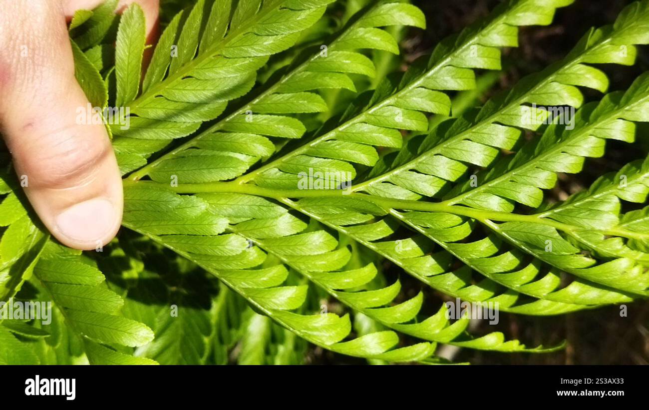 king fern (Todea barbara Stock Photo - Alamy