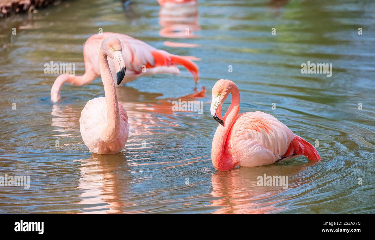 This image shows pink flamingos resting in a shallow pool of water. They are standing on one leg ...