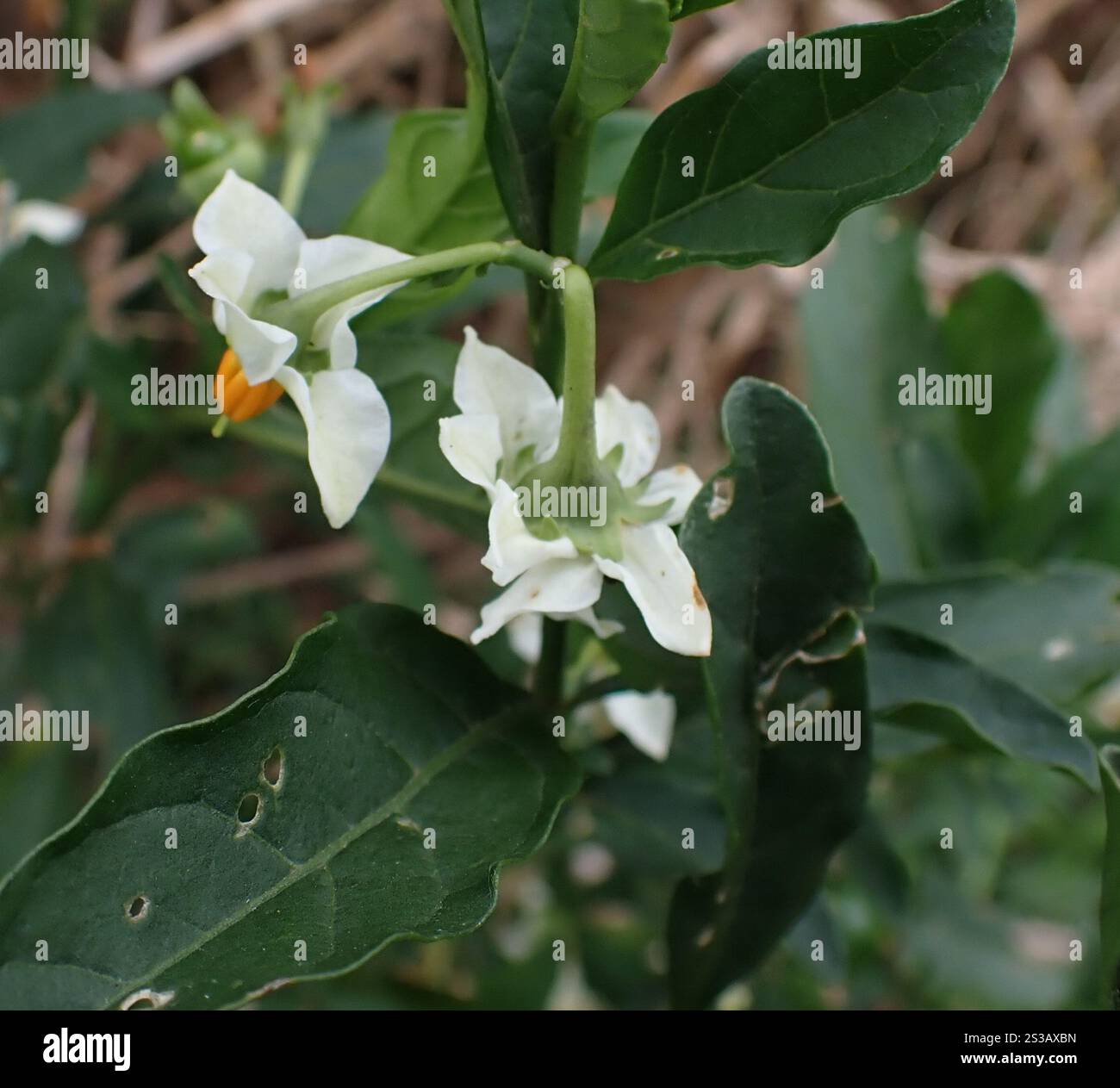 Jerusalem cherry (Solanum pseudocapsicum Stock Photo - Alamy
