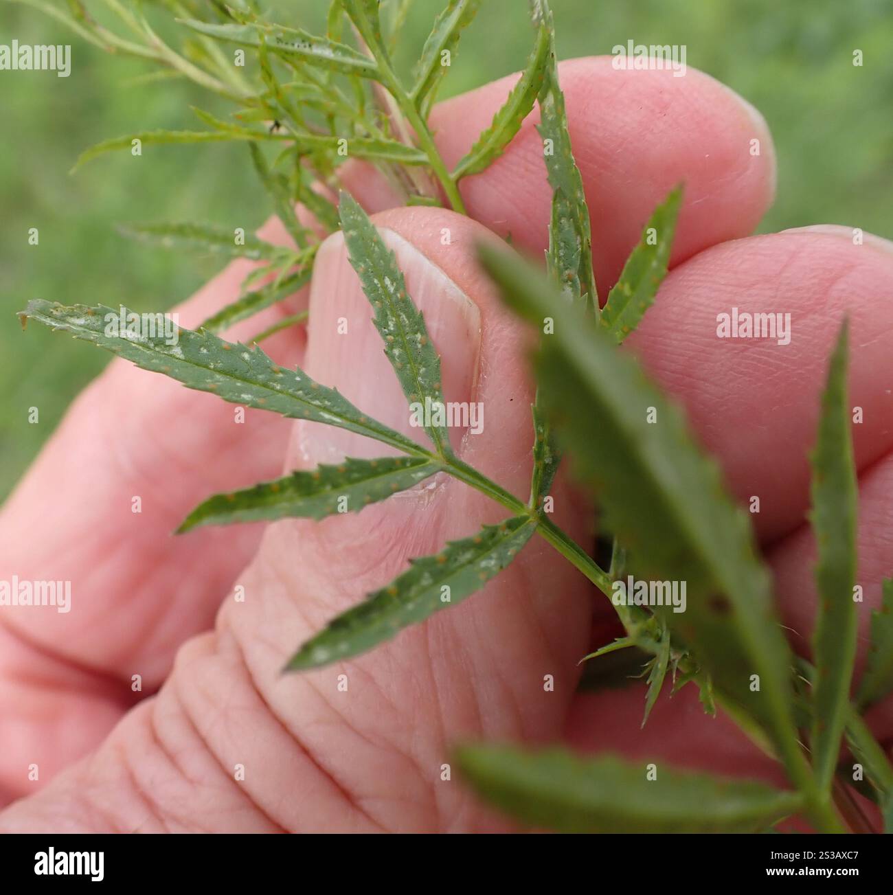 wild marigold (Tagetes minuta Stock Photo - Alamy