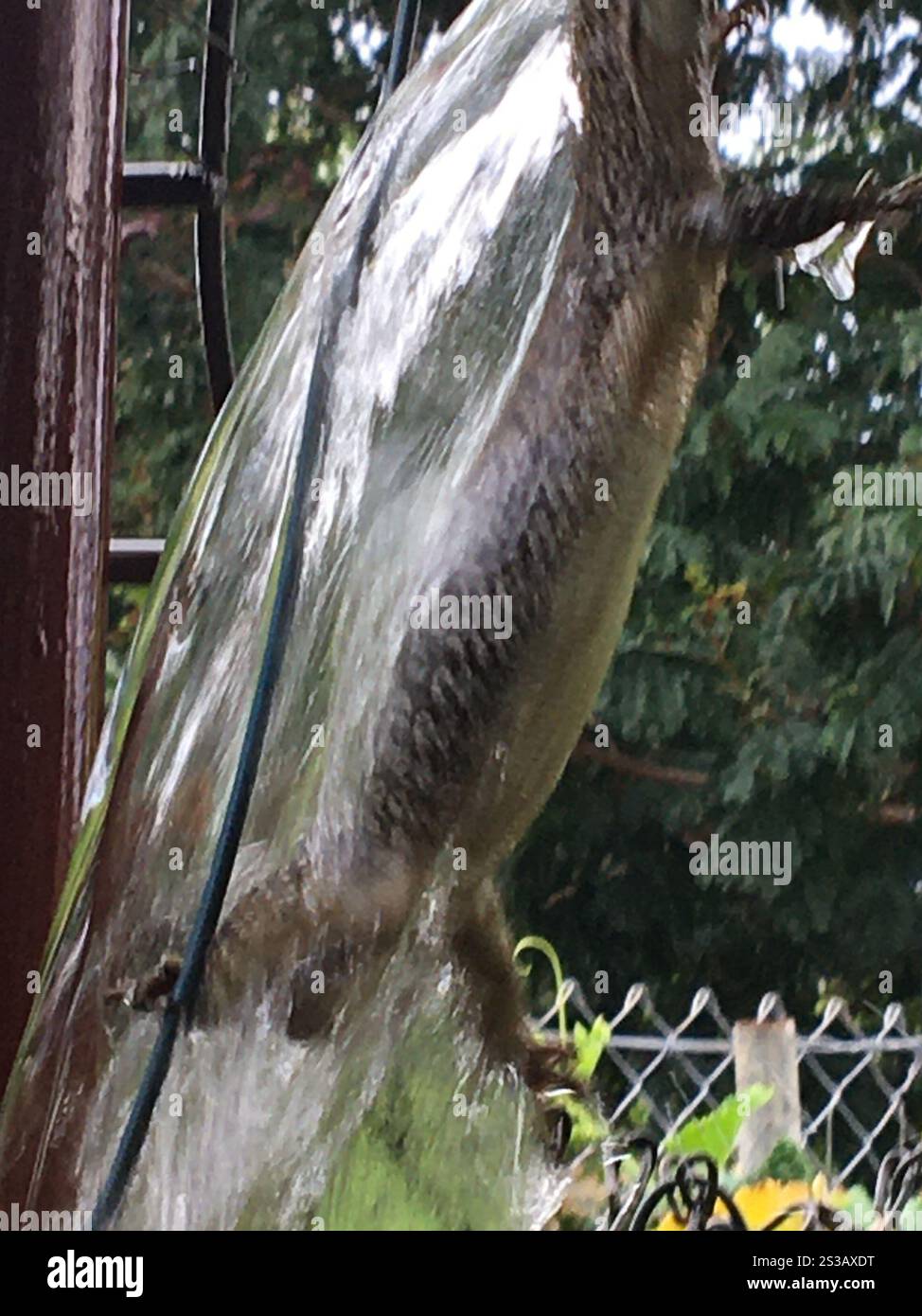 Banded/Spotted Tree Monitor Complex (Varanus scalaris Stock Photo - Alamy