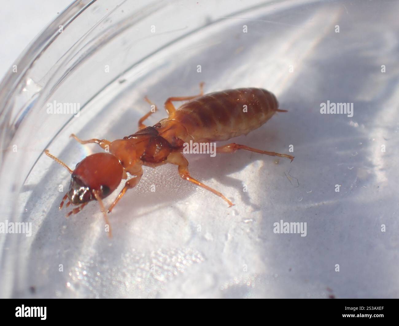 Pacific Dampwood Termite (Zootermopsis angusticollis Stock Photo - Alamy