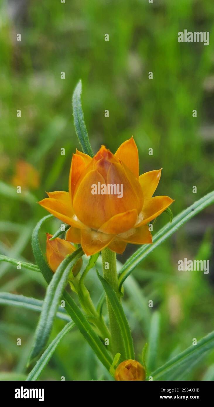 sticky everlasting (Xerochrysum viscosum Stock Photo - Alamy