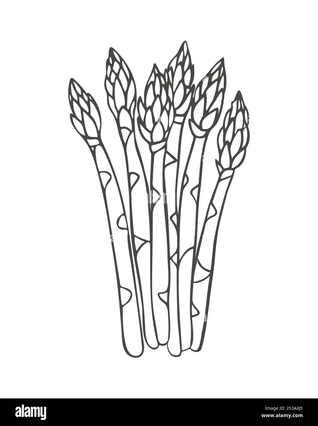 Asparagus hand drawing, simple stylized sketch, contour drawing ...