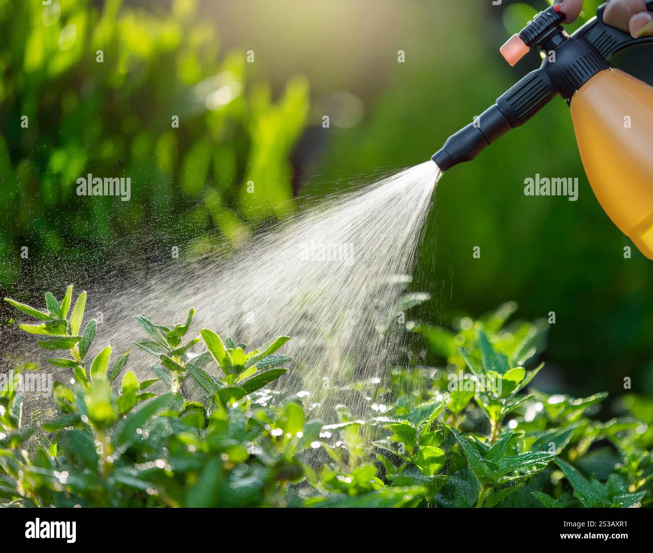 Handheld water sprayer in hi-res stock photography and images - Alamy