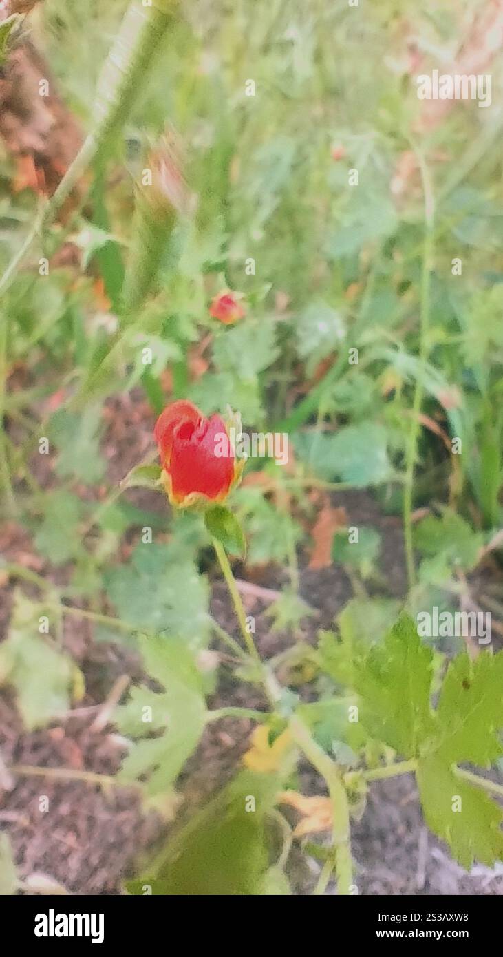 Carolina Bristlemallow (Modiola caroliniana Stock Photo - Alamy