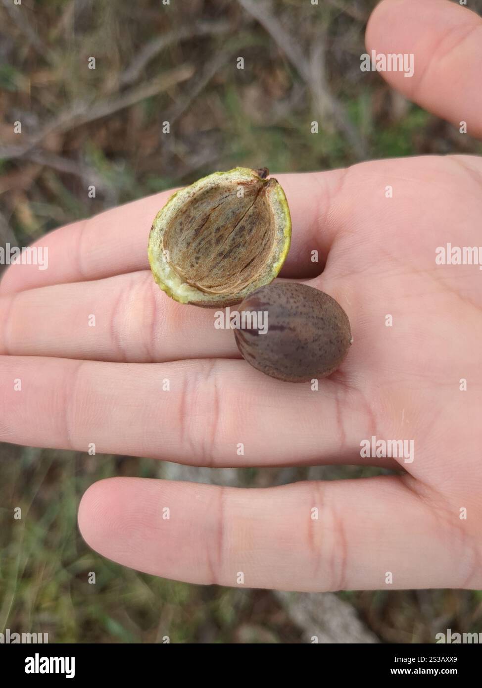 pecan (Carya illinoinensis Stock Photo - Alamy