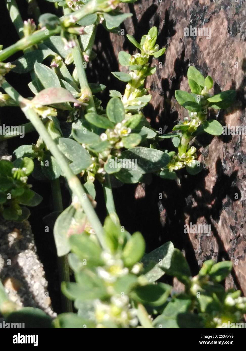 Oval Leaf Knotweed (Polygonum arenastrum Stock Photo - Alamy