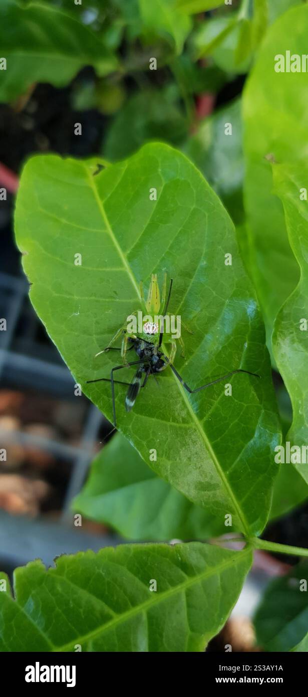 Green Jumping Spider (Mopsus mormon Stock Photo - Alamy