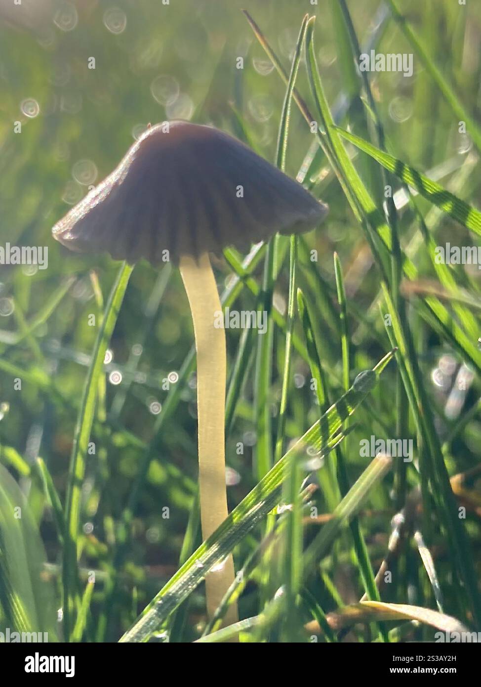 common conecap (Conocybe tenera Stock Photo - Alamy