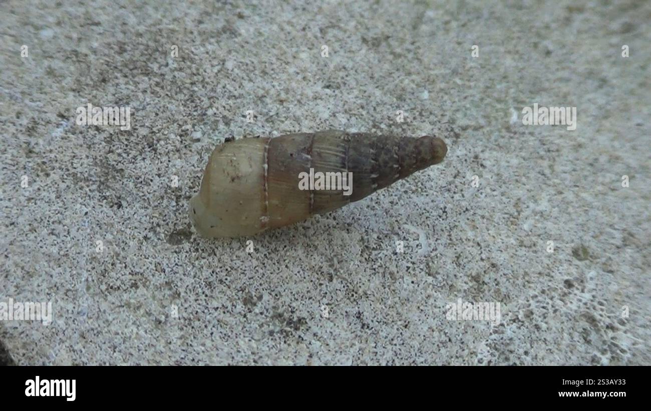 Cliveden Snail (Papillifera papillaris Stock Photo - Alamy