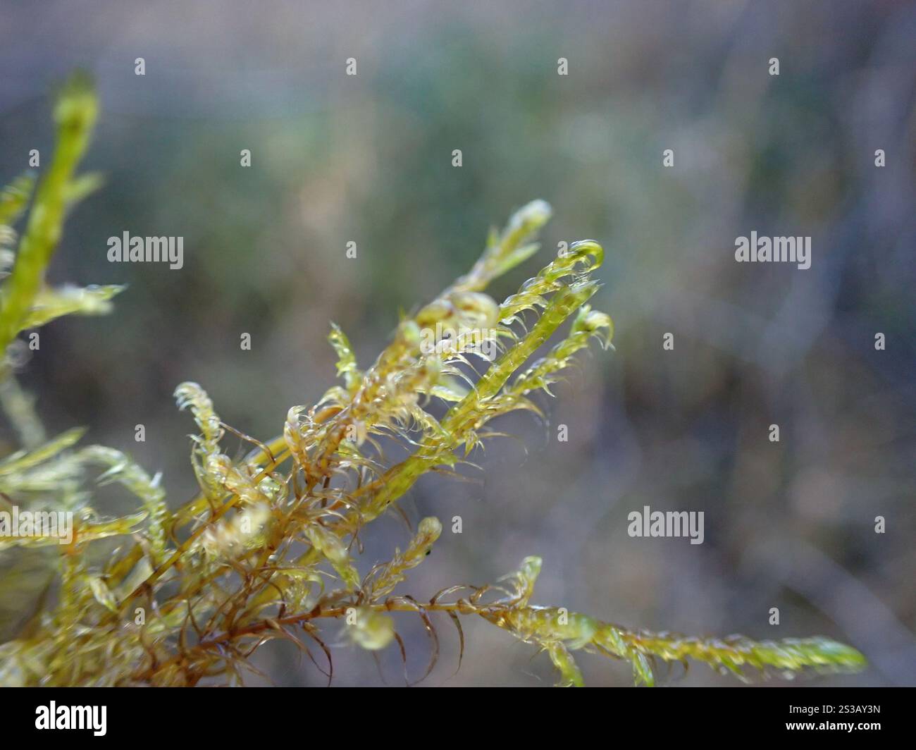 Kneiff's hook-moss (Drepanocladus aduncus Stock Photo - Alamy