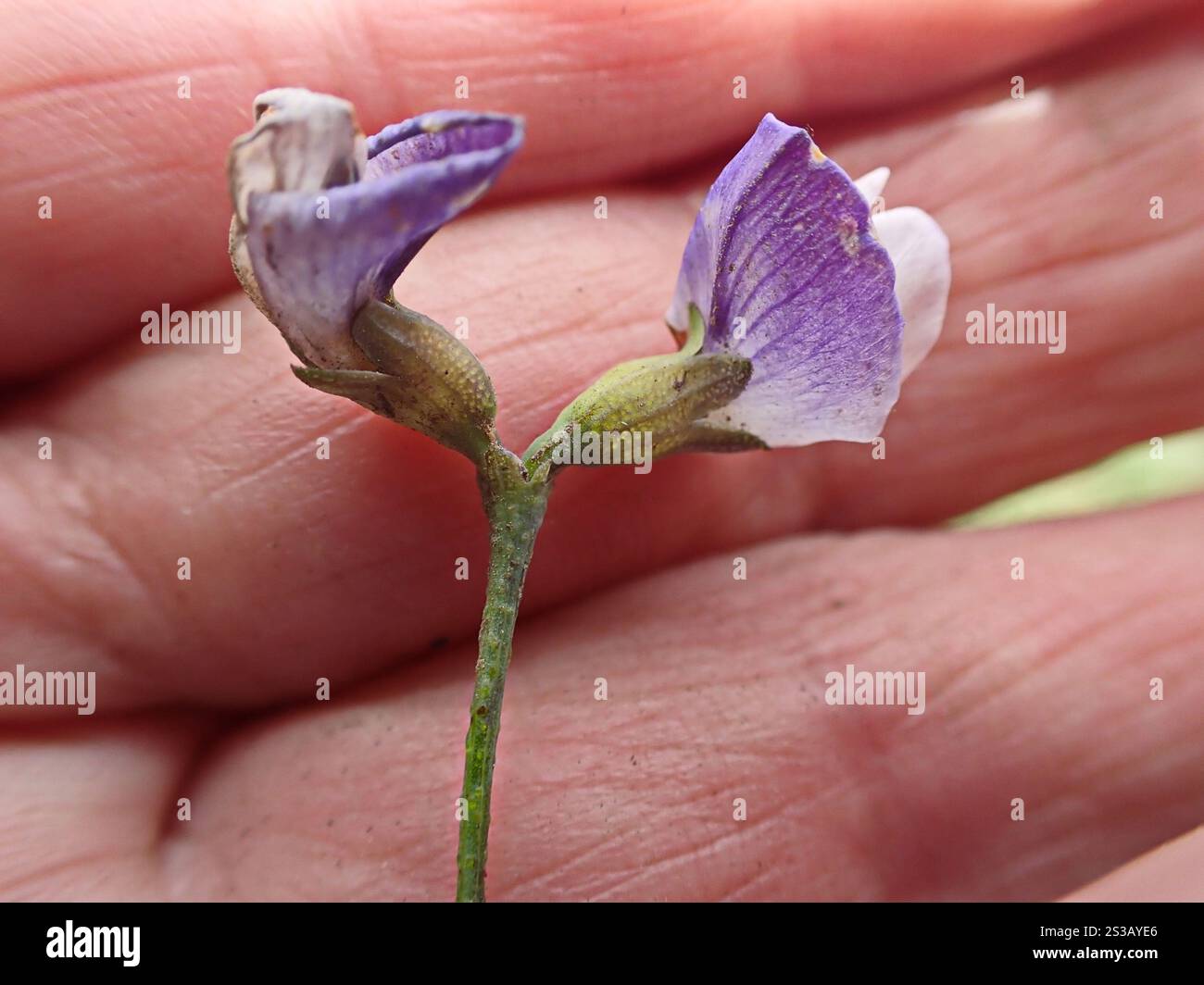 Violet-flash Fountainbush (Psoralea axillaris Stock Photo - Alamy