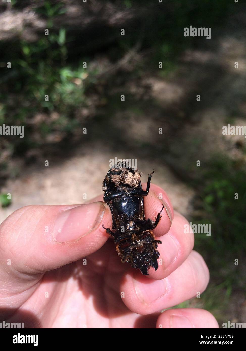 Horned Passalus Beetle (Odontotaenius disjunctus Stock Photo - Alamy