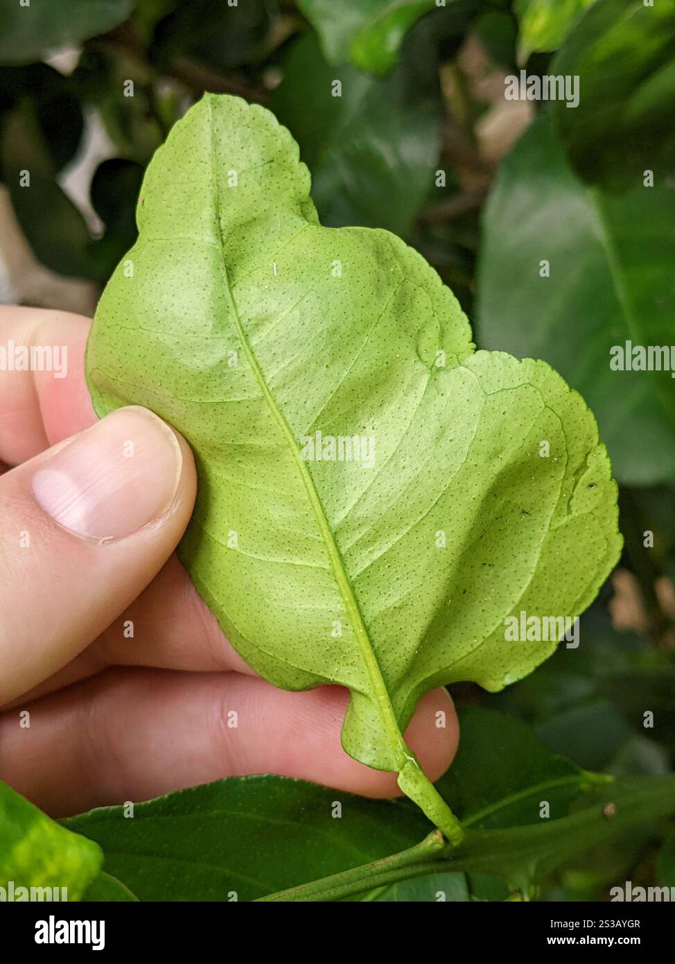 Citrus Bud Mite (Aceria sheldoni Stock Photo - Alamy