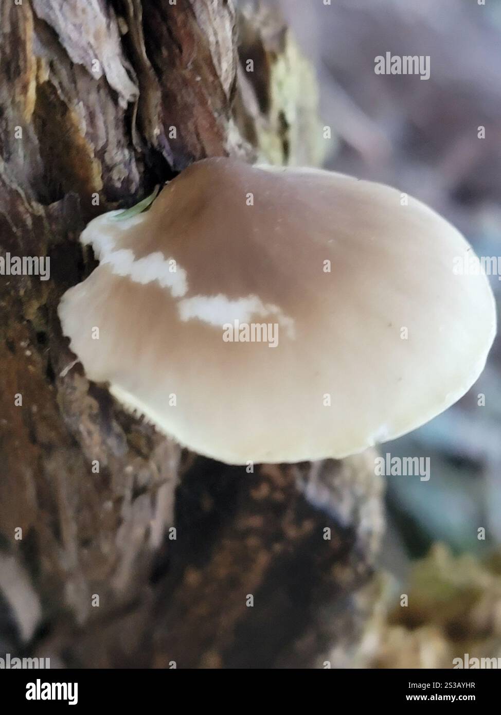 Brown Oyster Mushroom (Pleurotus australis Stock Photo - Alamy