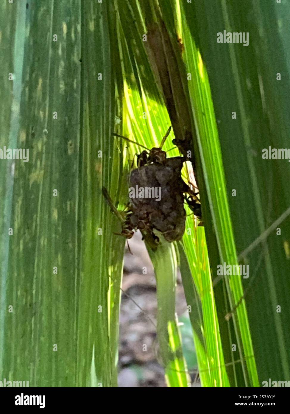 Mexican Paper Wasp (Mischocyttarus mexicanus Stock Photo - Alamy