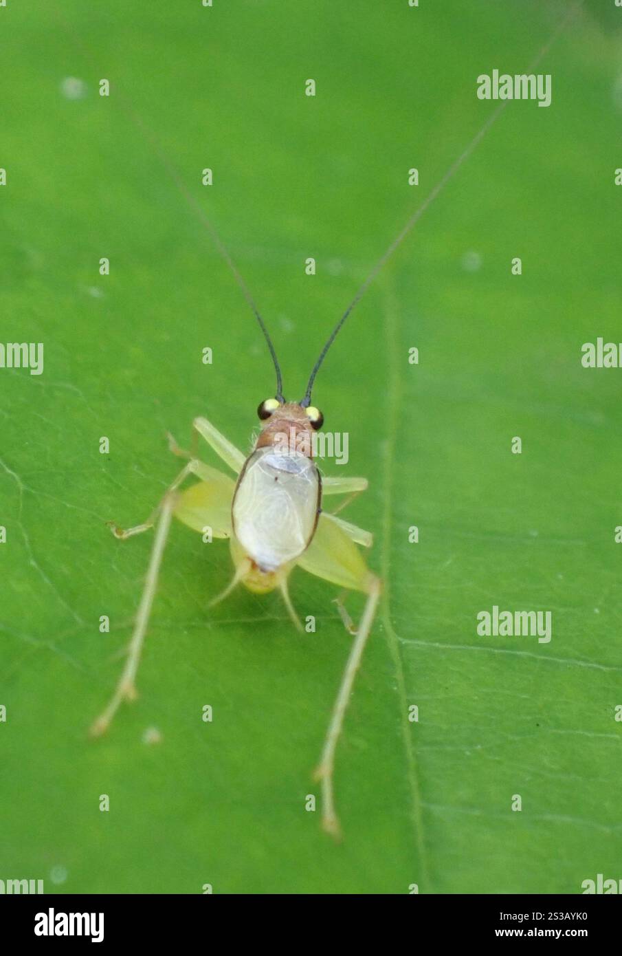 Trigs and Sword-tailed Crickets (Trigonidiinae Stock Photo - Alamy
