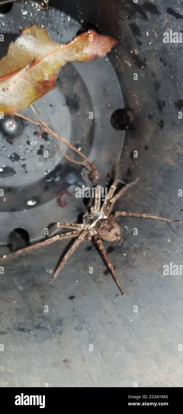 Wolf Spiders and Allies (Lycosoidea Stock Photo - Alamy