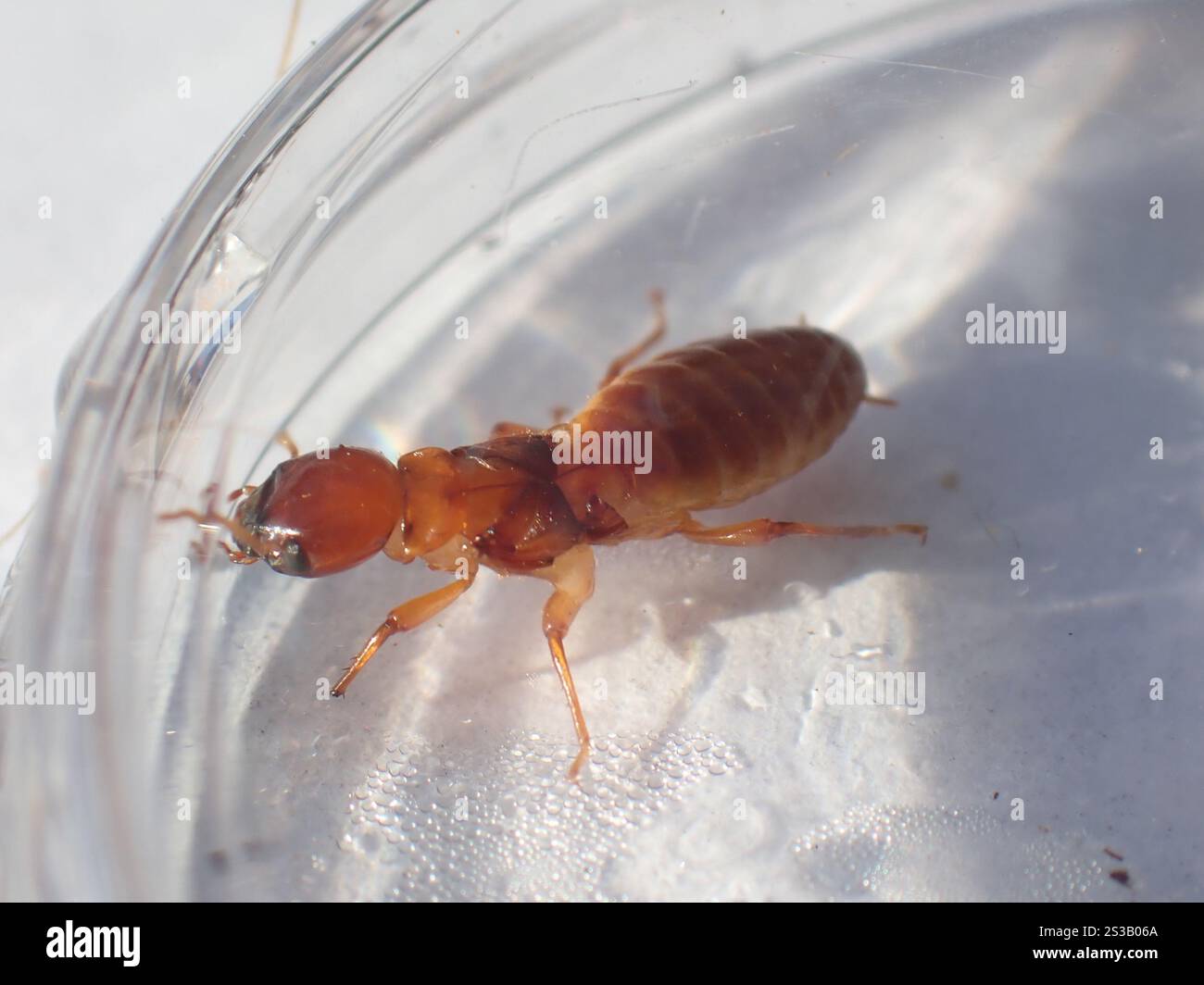 Pacific Dampwood Termite (Zootermopsis angusticollis Stock Photo - Alamy