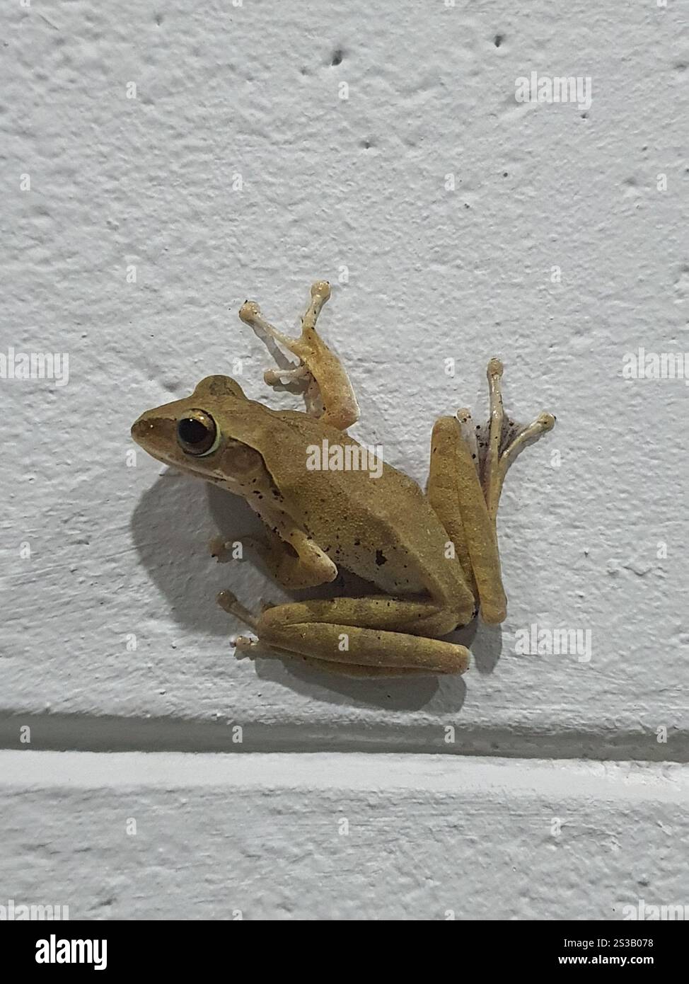 Spot-legged Tree Frog (Polypedates megacephalus Stock Photo - Alamy