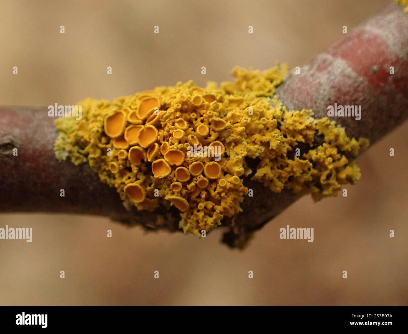 Pin-cushion Sunburst Lichen (Polycauliona polycarpa Stock Photo - Alamy
