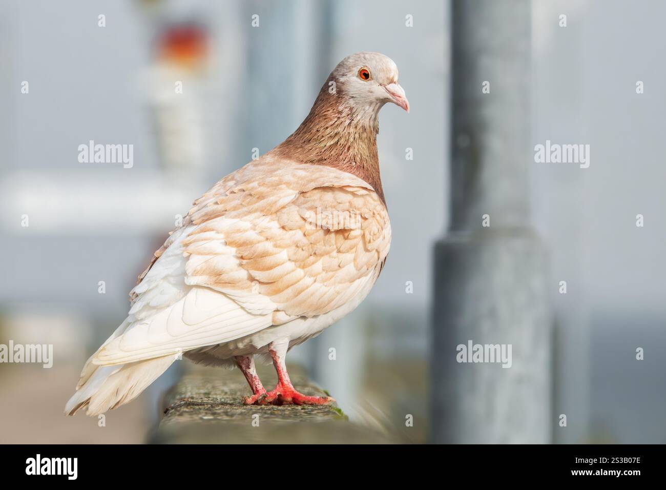City animal protection hi-res stock photography and images - Alamy