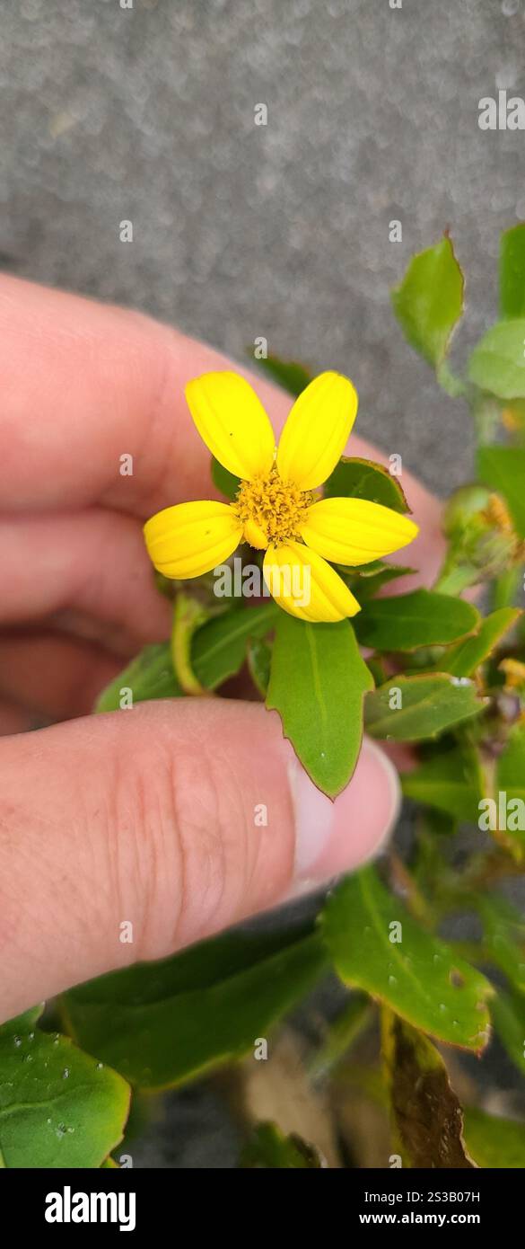 Bietou (Osteospermum moniliferum Stock Photo - Alamy