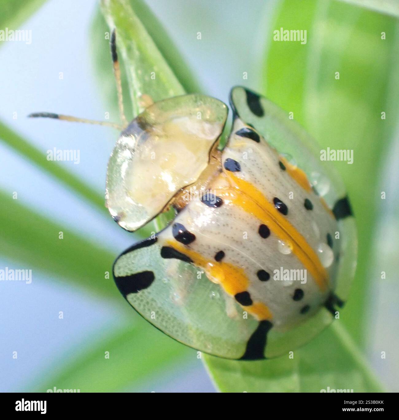 Asian Spotted Tortoise Beetle (Aspidimorpha miliaris Stock Photo - Alamy