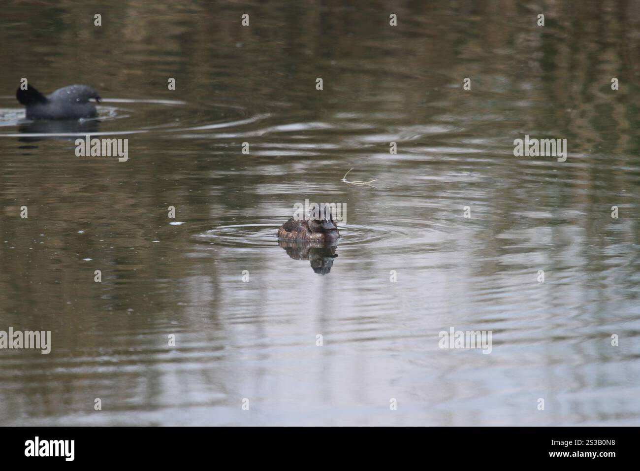 Andean Duck (Oxyura ferruginea Stock Photo - Alamy