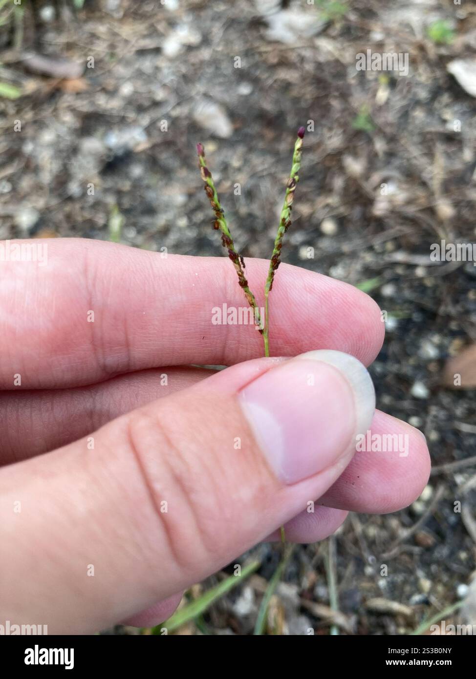 Thin Paspalum (Paspalum setaceum Stock Photo - Alamy