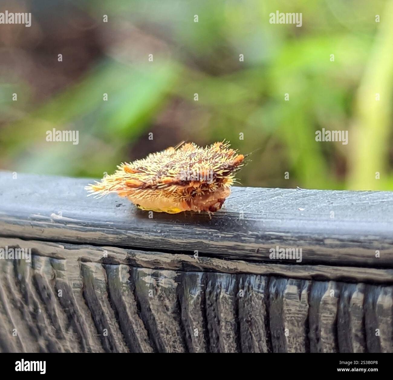 Hag Moth (Phobetron pithecium Stock Photo - Alamy